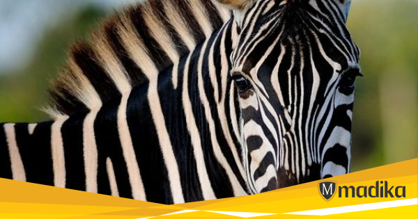 Mulai Dari Mengendalikan Hama Hingga Tidak Bisa Tidur Sendiri, Cek ...